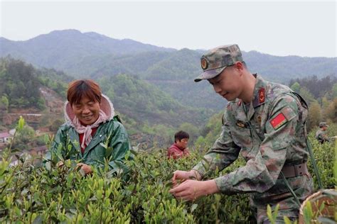 桐城市黄甲镇三新村：践行劳武结合 助力春茶抢收民兵组织茶园集体