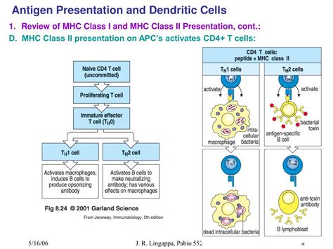 Ppt Antigen Presentation And Dendritic Cells Powerpoint Presentation