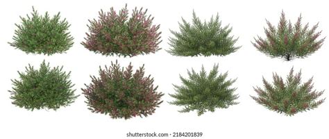 3d Render Shrub Tree White Background Stock Illustration 2184201839