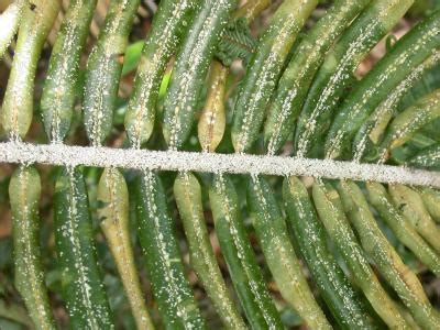 Invasive Cycad Scale [image] Eurekalert Science News Releases