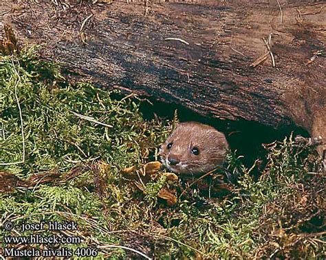 Mustela Nivalis Weasel Least Belette Deurope Mauswiesel Comadreja
