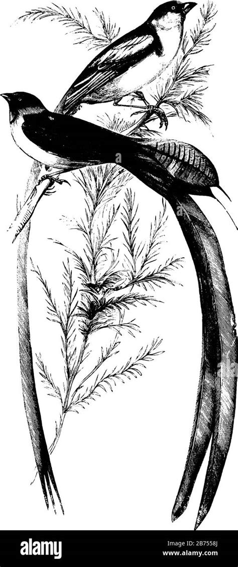 Widowbird The Tail Feathers Of Some Males Can Reach A Foot In Length