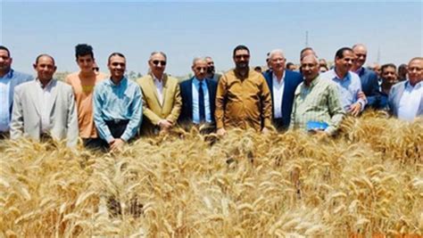 زراعة المنيا تنفذ حصاد موسع داخل أحد الحقول الإرشادية