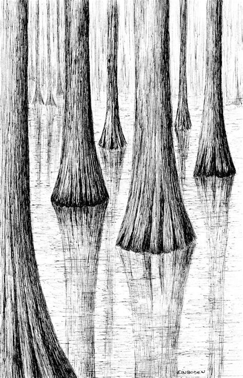 Swamp Cypress Tree Drawing