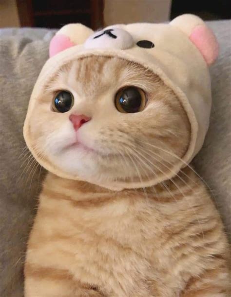 귀요미 고양이 반려동물 캐시피드