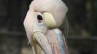 ペリカン属 動物図鑑 ZFC jp