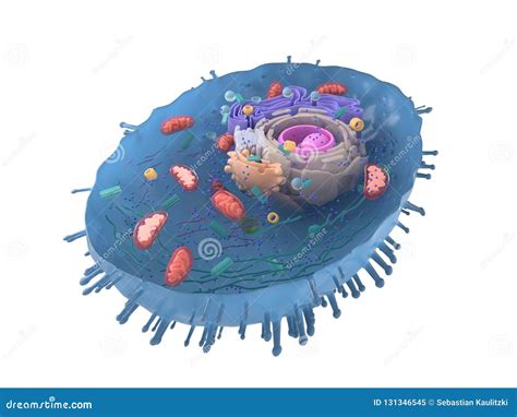 A Human Cell Cross Section Stock Illustration Illustration Of