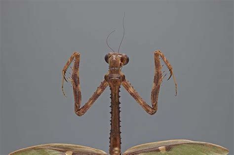 Praying Mantis Camouflage