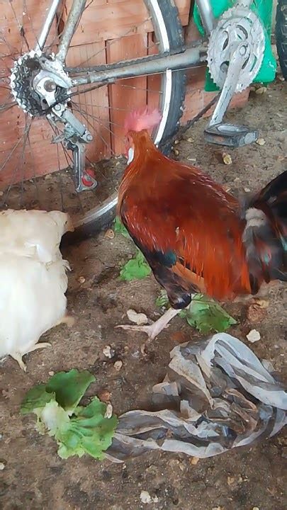 ديك ودجاجة Youtube