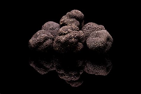 Passeri Tartufi Behance