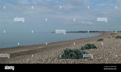 View Of Aldwick Bay With The Native Edible Perennial Plant Crambe Maritima Or Sea Kale Growing