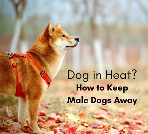 How To Keep Dog Away From A Bitch In Heat