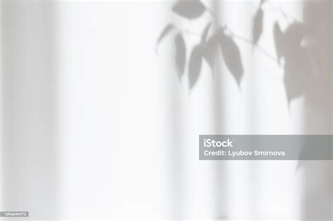 잎 식물의 회색 그림자가있는 흰색 시멘트 질감 벽 여름 추상적 인 배경 최소한의 개념 공간을 복사합니다 모형 0명에 대한 스톡 사진 및 기타 이미지 Istock