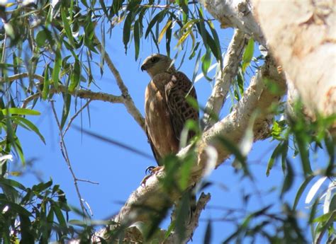 Ave De Rapina Mais Rara Da Austrália Em Risco De Extinção