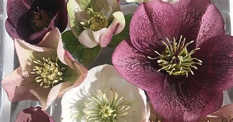 Its My Cake Day Have Some Hellebores Album On Imgur