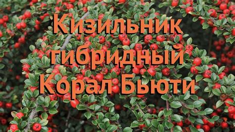 Кизильник гибридный Корал Бьюти (koral byuti) 🌿 обзор: как сажать ...