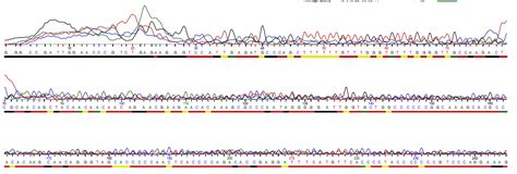 Purifying Pcr Product Before Sanger Sequencing Researchgate