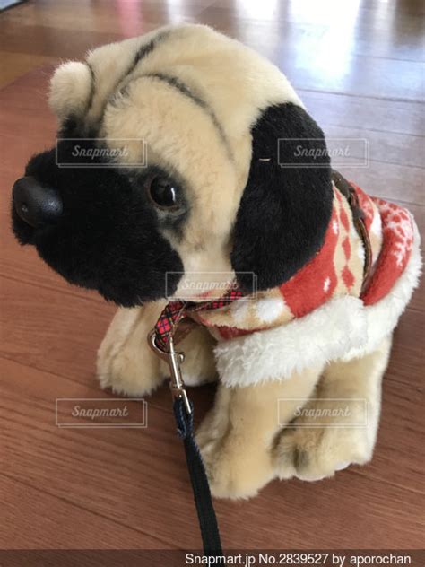 衣装を着た犬の写真・画像素材 2839527 Snapmart（スナップマート）