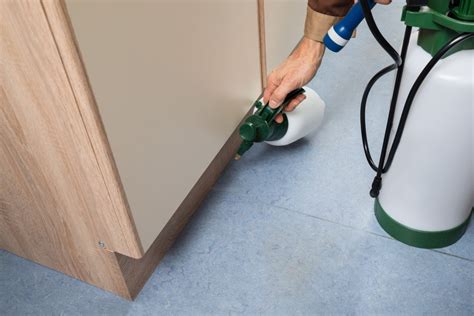 How To Remove Termites From Your Home For Good