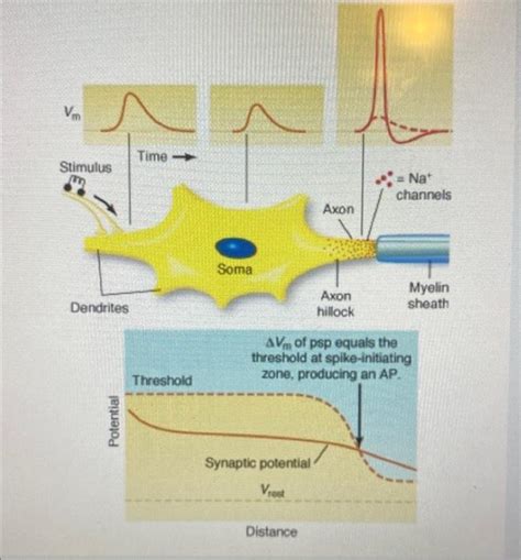 Solved Useing The Image Below As A Guide Explain How The Chegg