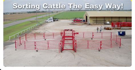 Cattle Sorting