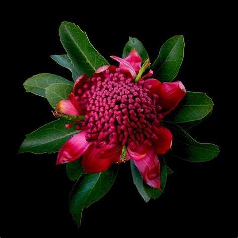 Lux In Tenebris Ltd Ed Print Art Lovers Australia