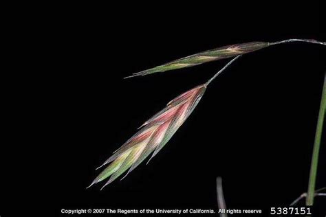 Rescuegrass Bromus Catharticus