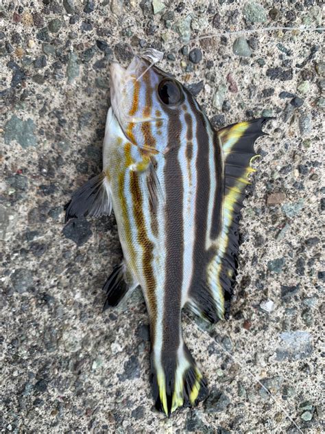 🐟ハコフグくん🐟さんの2023年10月15日日の釣行静岡県 由比漁港 アングラーズ 釣果400万件の魚釣り情報サイト