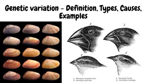 Frameshift Mutation Definition Types Causes Examples Biology Notes Online