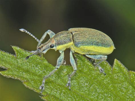 Chlorophanus Viridis