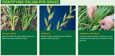 Types Of Ryegrass Do You Know Them All 45 Off