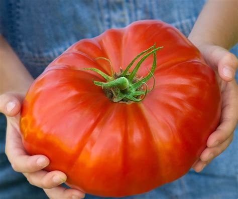 Tomate Gigantomo F1 Qualitätssaatgut Bobby