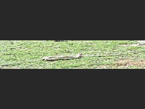 Poisonous Snake Found In The Barrack Of Policeman Rajpal In Ater Police