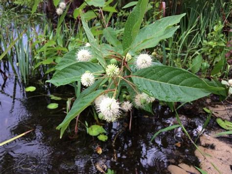 Common Buttonbush Home And Garden Information Center