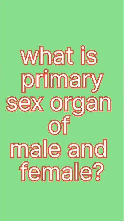 What Is Primary Sex Organ Of 🧛male And 🧝 Female Most Important