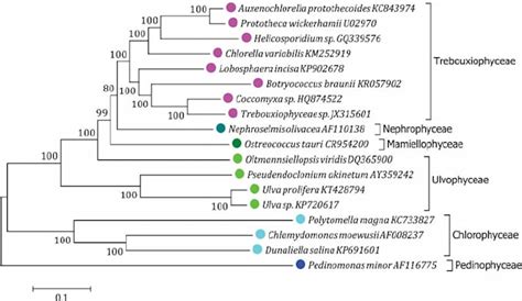 Construct Multiple Sequence Alignment Phylogeny Tree By Tasnimquayum