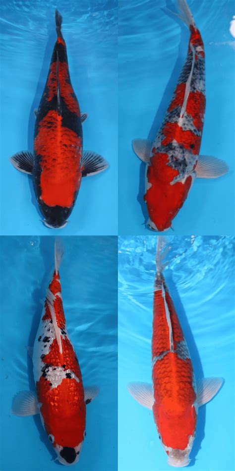 Koi Varieties
