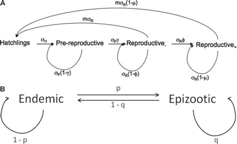 Conceptual Models Of A Demographic Processes And B Markovian