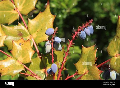 Blackthorn Background Hi Res Stock Photography And Images Alamy
