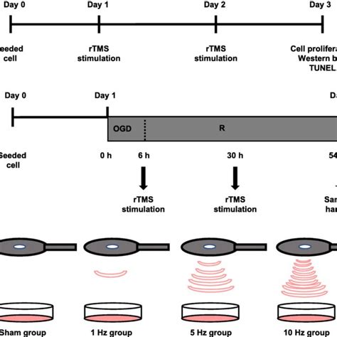 Astrocytes Regulated By Rtms Increased Axonal Density And Promoted