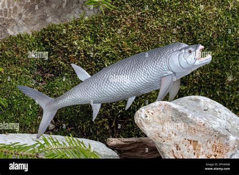 Xiphactinus Model Model Of Xiphactinus Sp Fossil Fish Niobrara