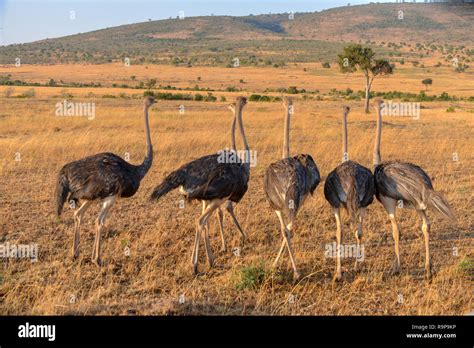 Female Ostriches In National Wildpark Masai Mara Kenia Africa Stock Photo Alamy