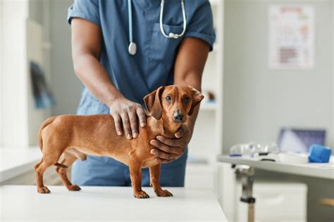 Urinary Tract Infections In Dogs Comprehensive Guide On Symptoms