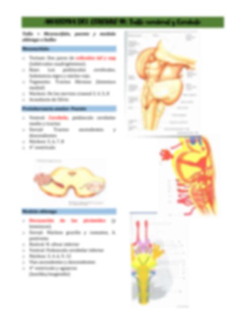 SOLUTION Anatomía del Cerebro II y III Anatomía de Núcleos Basales