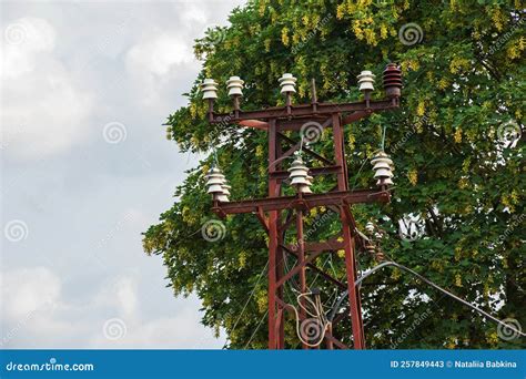 Power Lines On The Background Of Green Foliage Of Trees Stock Image CartoonDealer Com 257849443