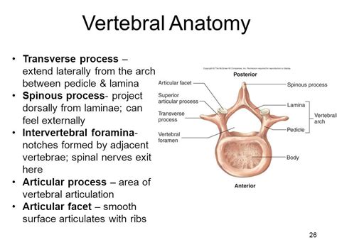 Intervertebral Foramen Nerve Clinical Anatomy And Significance Of The