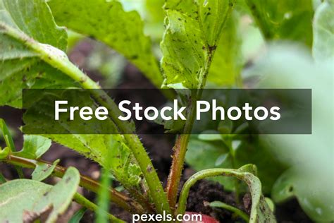 Vegetable Meme Photos Download The Best Free Vegetable Meme Stock