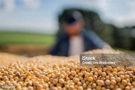 Soy 콩 대두 콩에 대한 스톡 사진 및 기타 이미지 대두 콩 작물 들 Istock