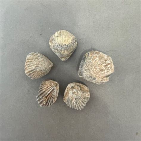 Brachiopod Fossil The Crystal People