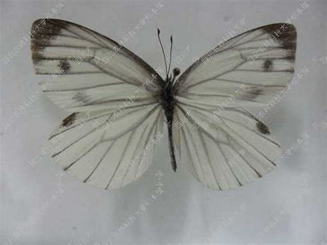 黑纹粉蝶 Pieris melete 物种库 国家动物标本资源库